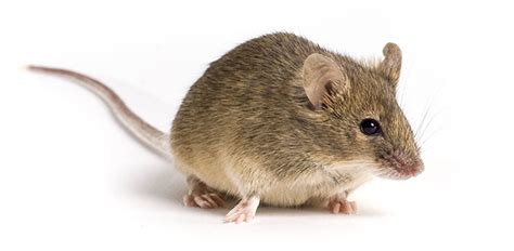 Agouti Color Mice