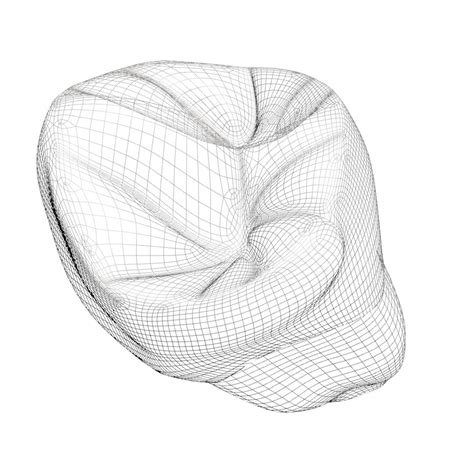 3d Lower Premolar Model