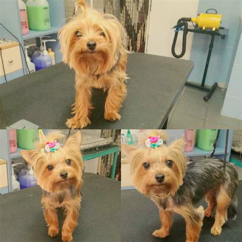 How To Groom A Yorkie Grooming A Yorkshire Terrier Yorkielife