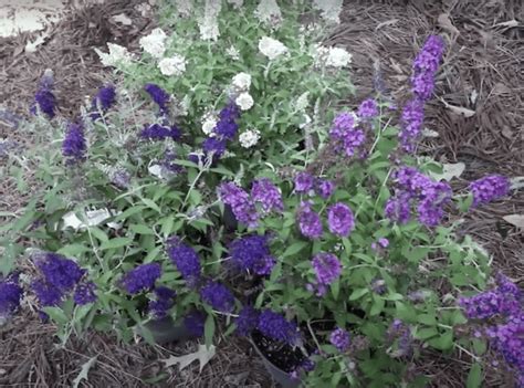 Dwarf Buddleia Ideal For Small Gardens And Patio Pots Uk