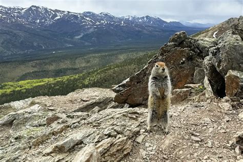 A Guide To Wildlife Viewing In Denali National Park