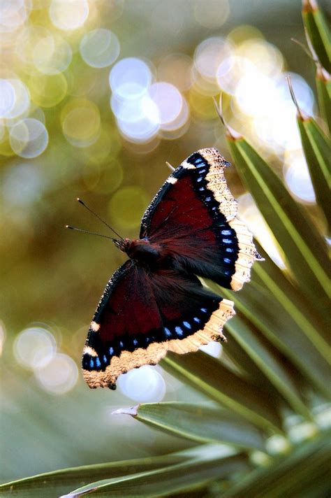 Fresh Angeles Flutterby Butterfly