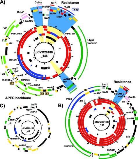Schematic Representation Of The Conjugative Plasmid Transfer System Set Download Scientific
