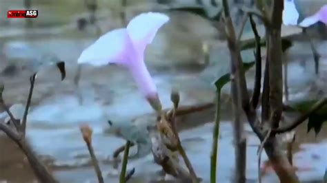 Cewek Cantik Mancing Hot Disawah Youtube