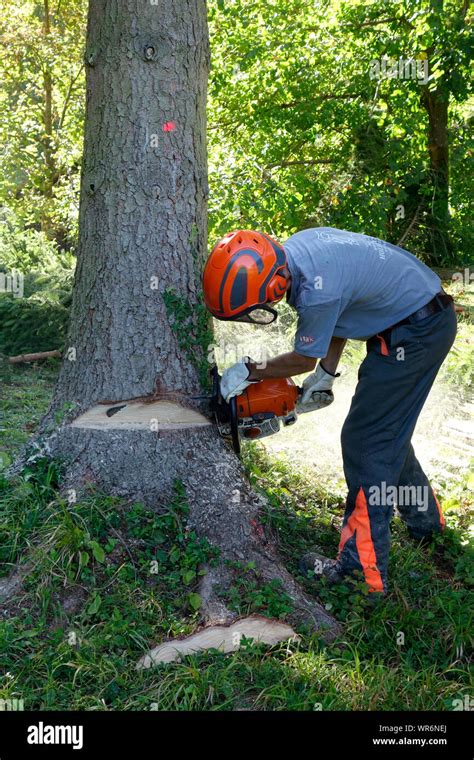 How To Cut A Tree Notch At Lucinda Nicoll Blog
