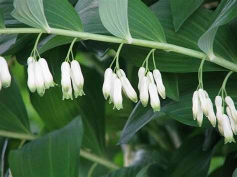Polygonatum Multiflorum