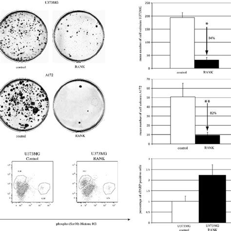 Focus Formation Assay And Flow Cytometric Analysis Of U373mg