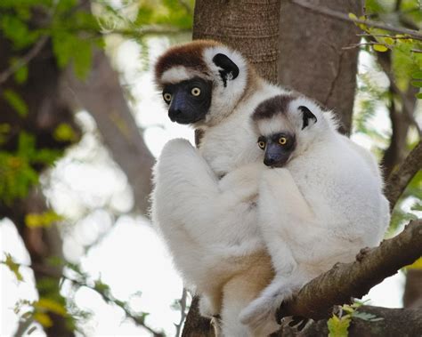 Lemurs Sifakas New England Primate Conservancy