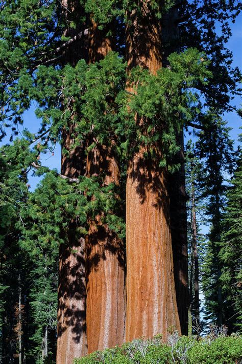 Giant Sequoia Trees In A Forest 1 Photograph By Panoramic Images Pixels