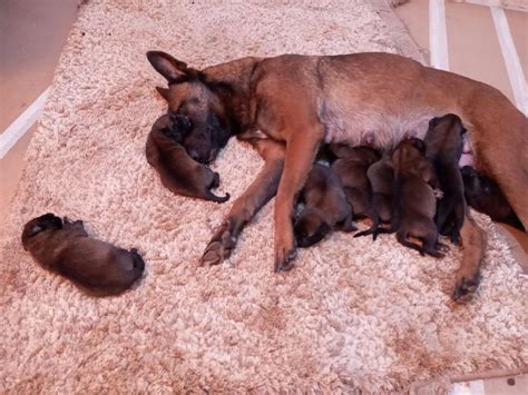 רועה בלגי למכירה בקדימה צורן 2000 שח מודעה 125867 כלבים לוח חיות מחמד הומלס