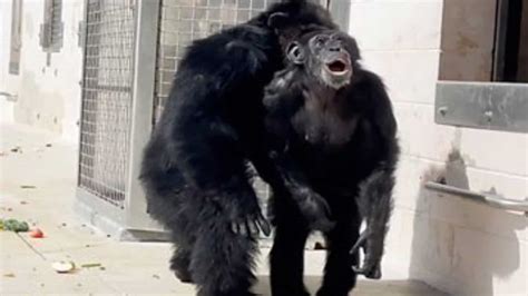 Watch From Confinement To Contentment Rescued Chimp Witnesses Sky