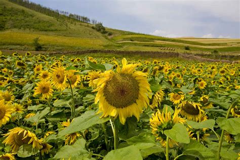 高清向日葵壁纸图片大全 壁纸高清
