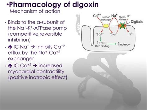 Ppt Digoxin Toxicity Powerpoint Presentation Id 1972246