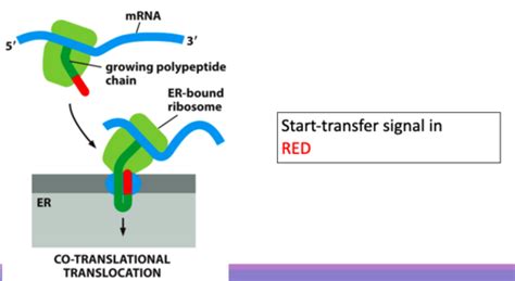 Organelles Endoplasmic Reticulum Flashcards Quizlet