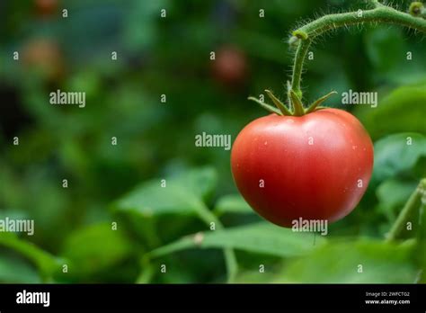 Tomato Plants With Ripe Red Tomatoes Growing Outdoors Outside In A