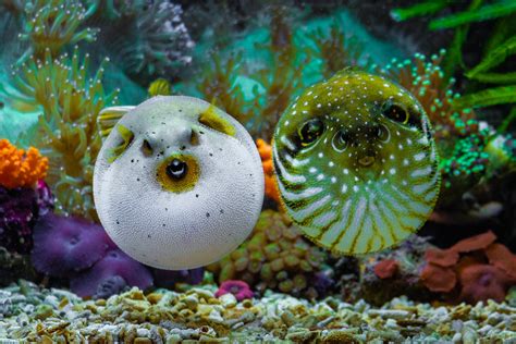All About Pufferfish 4ocean Cause Of The Month September 2023