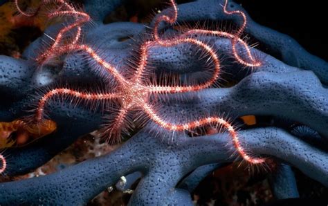 The Brittle Star That Sees With Its Body Scientific American