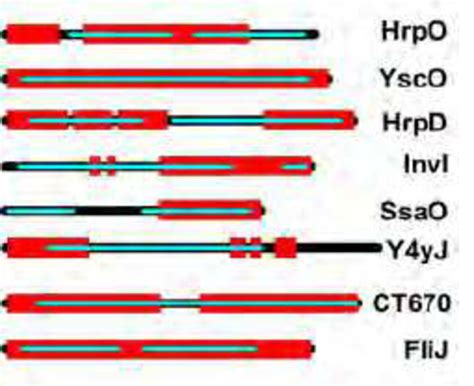 Predicted Coiled Coil Regions And Structural Disorder For The