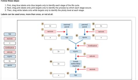 Drag The Diagrams Of The Stages Of Meiosis Wiring Diagram Pictures