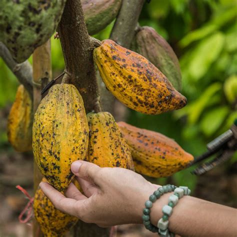 The Complete Guide To Cocoa Bean Varieties 12 Types From Criollo To