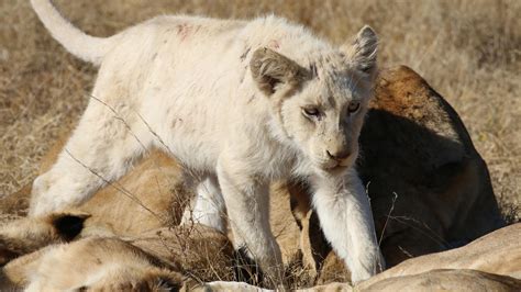 Albino Lion Cubs