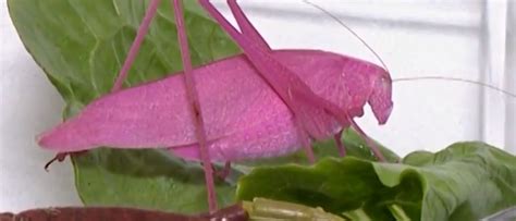 Louisiana Woman Finds Rare Pink Grasshopper In Yard The Daily Caller