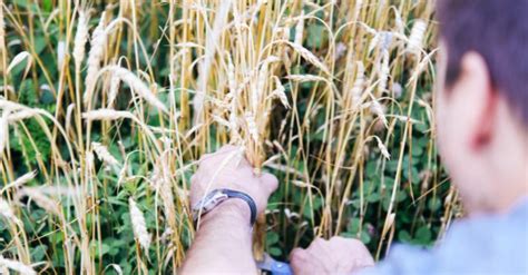 Urban Farmer Cutting Wheat Stalks Inhabitat Green Design