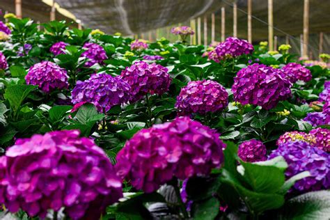 Native Blue Hydrangeas From Colombia Santa Elena Hydrangeas