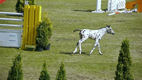 Knabstrupper Five Filly Farm