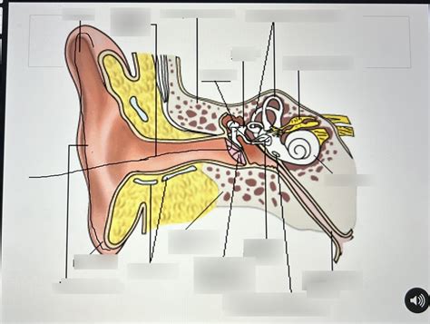 Ear Diagram Quizlet Ear Diagram Quizlet