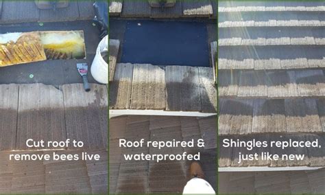 Faqs Apa Bee Removal