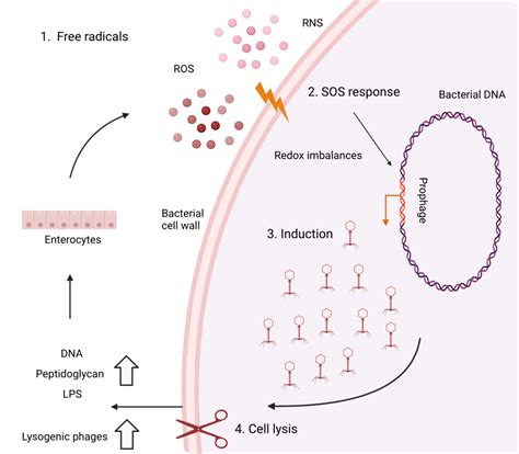 The Hypothesis Of Phage Mediated Lysis To Sustain The Positive