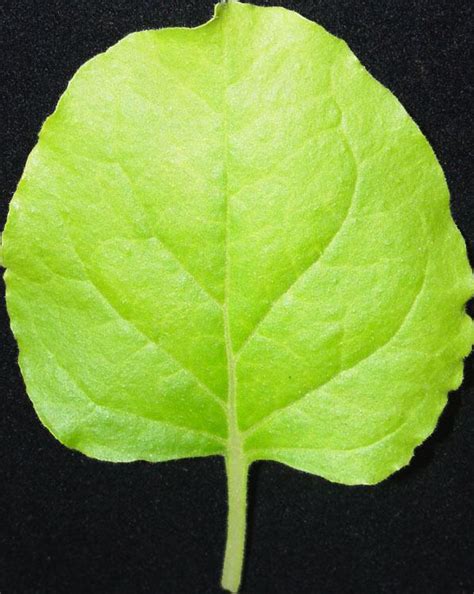 Nicotiana Benthamiana Alchetron The Free Social Encyclopedia