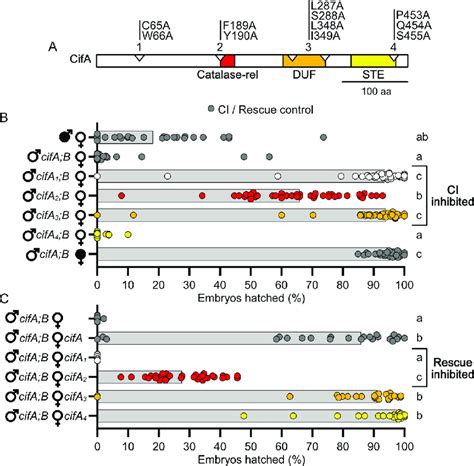 Cifa 1 And Cifa 2 Fail To Cause Or Rescue Ci And Cifa 3 Can Rescue But Download Scientific