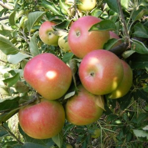 Mar Generos Gardenexpertro