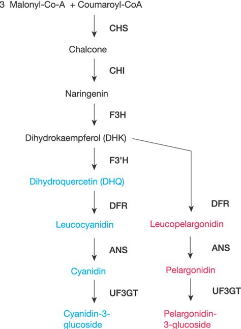 The Core Anthocyanin Biosynthetic Pathwaynames In Lower Case Represent