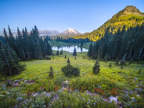 Flickriver Photoset Tipsoo Lake Wildflowers Sunrise Mt Rainier