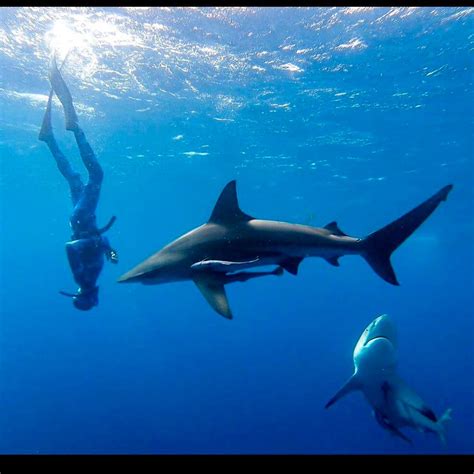 Rarest And Largest Stingray Megatrygon Microps The Small Eye Stingray Whilst Searching For