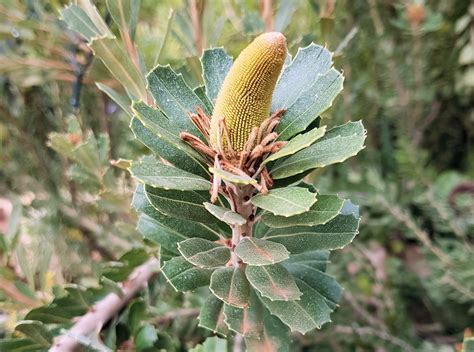 Banksia Praemorsa Cut Leaf Banksia Ausemade
