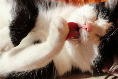 200 Free Licking And Cat Photos Pixabay