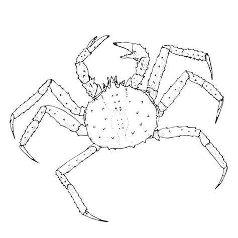 King Crab Drawing Illustrations Royalty Free Vector Graphics And Clip