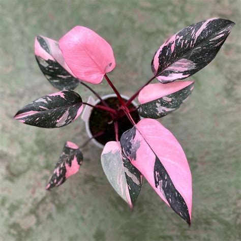 Rare Philodendron Pink Princess Philo Pink Princess Shipping Etsy