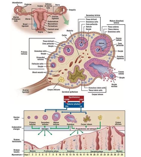 Cell Organelle With Their Functions Structures And Discoverers Artofit