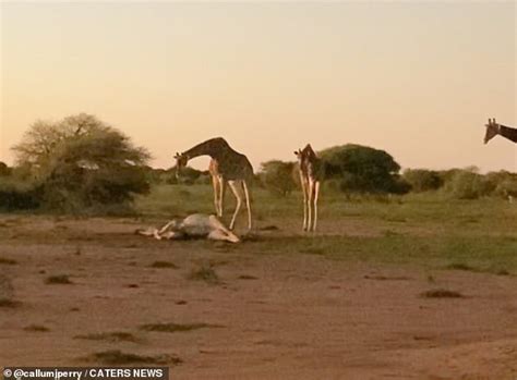 Emotional Moment Giraffes Hold Funeral To Mourn For Member Of Their