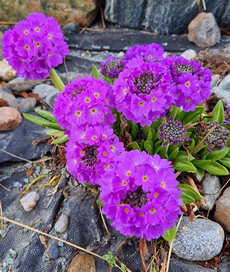 Happy Blogg No Vakkert Skremmende Og Stygg