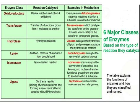 Enzyme Ppt All You Want To Know Enzyme Structure Ppt