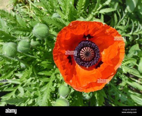 A Close Up Picture Of An Prince Of Orange Oriental Poppy Papaver