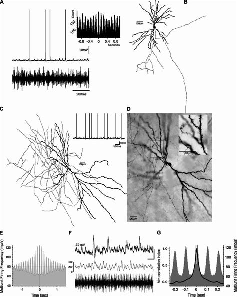 Rhythmic Activity In The Endopiriform Nucleus A Intracellular