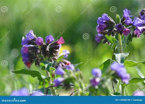Common Bugloss Wild Flower Stock Image Image Of Close 114046749