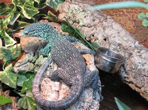 Bilder Macraei Varanus Macraeis